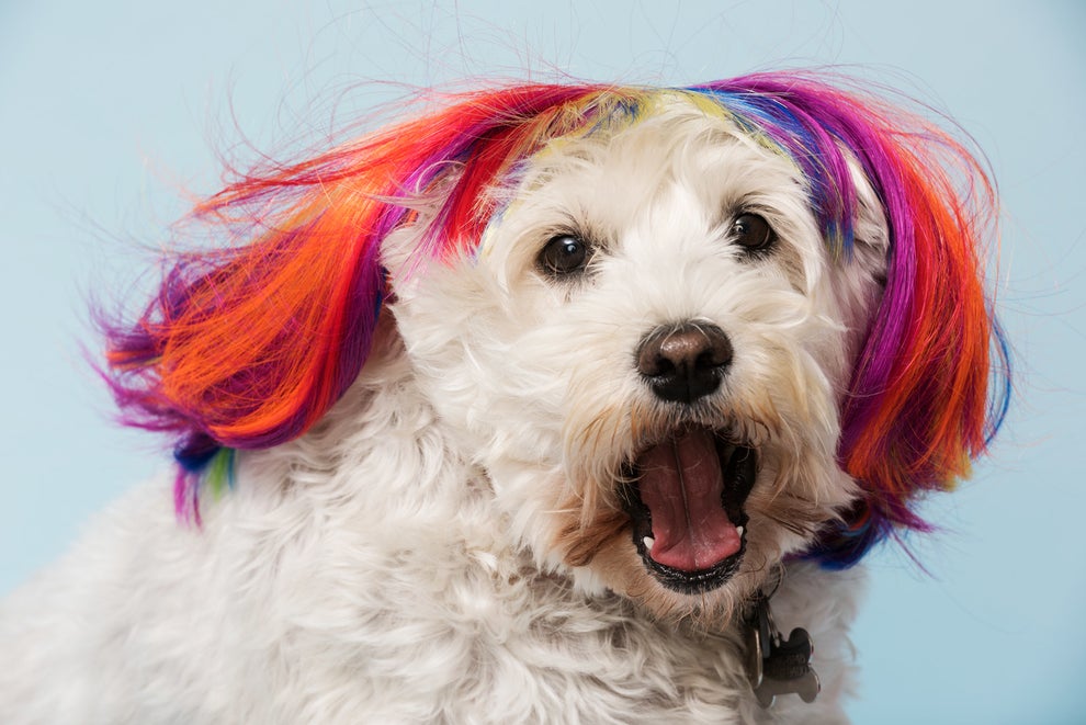 20 Photos Of Animals Looking Cute As Hell In Wigs