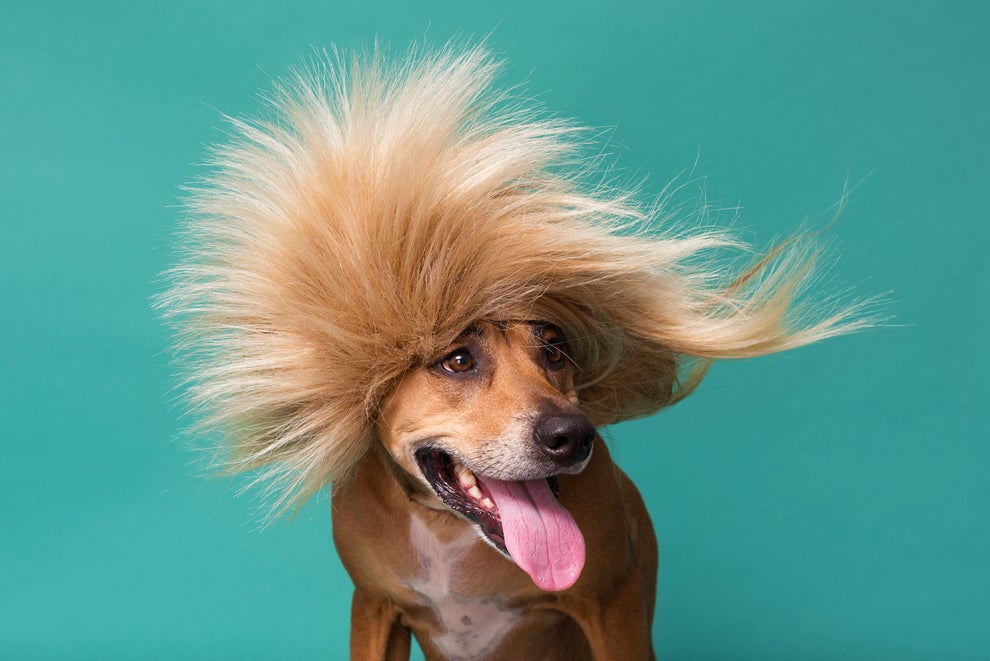 20 Photos Of Animals Looking Cute As Hell In Wigs