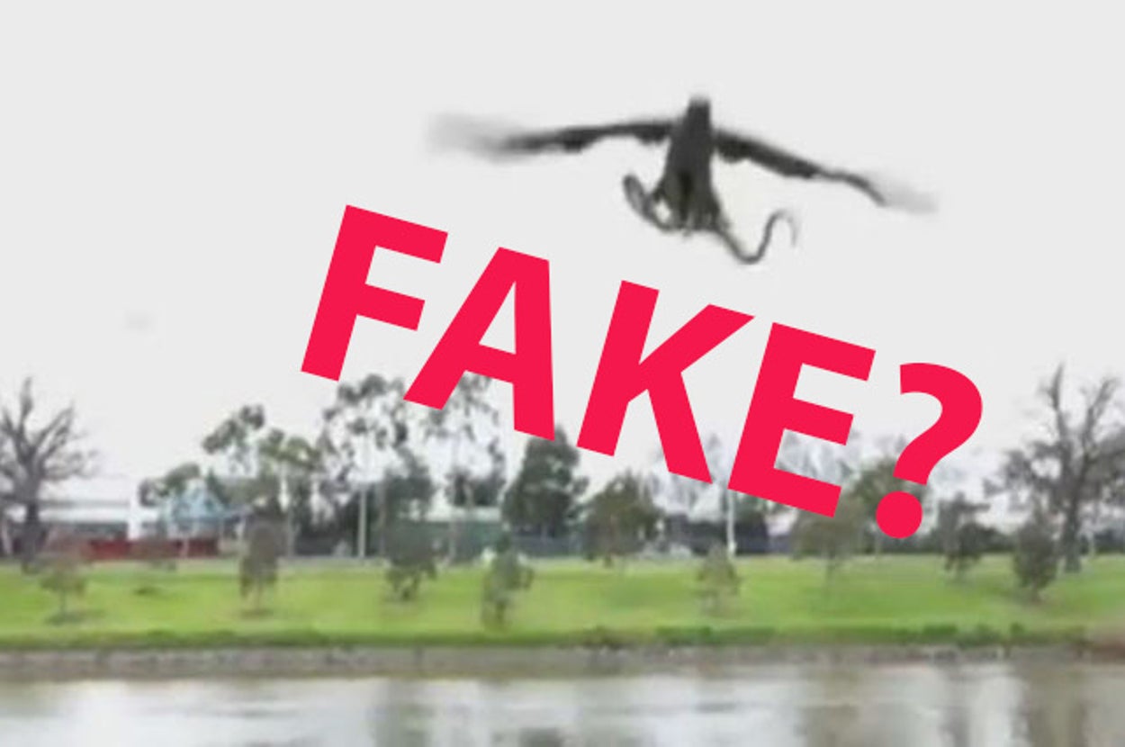 People Are Convinced This Video Of A Hawk Throwing A Snake At A Family ...