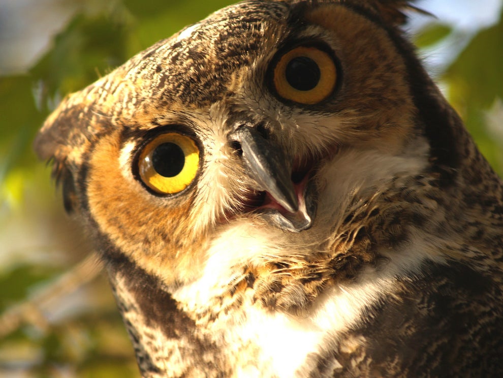17 Things All Judgmental People Secretly Do, As Told By Owls
