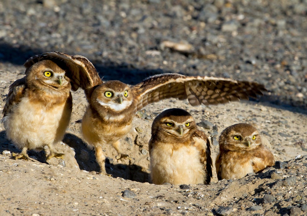 17 Things All Judgmental People Secretly Do, As Told By Owls