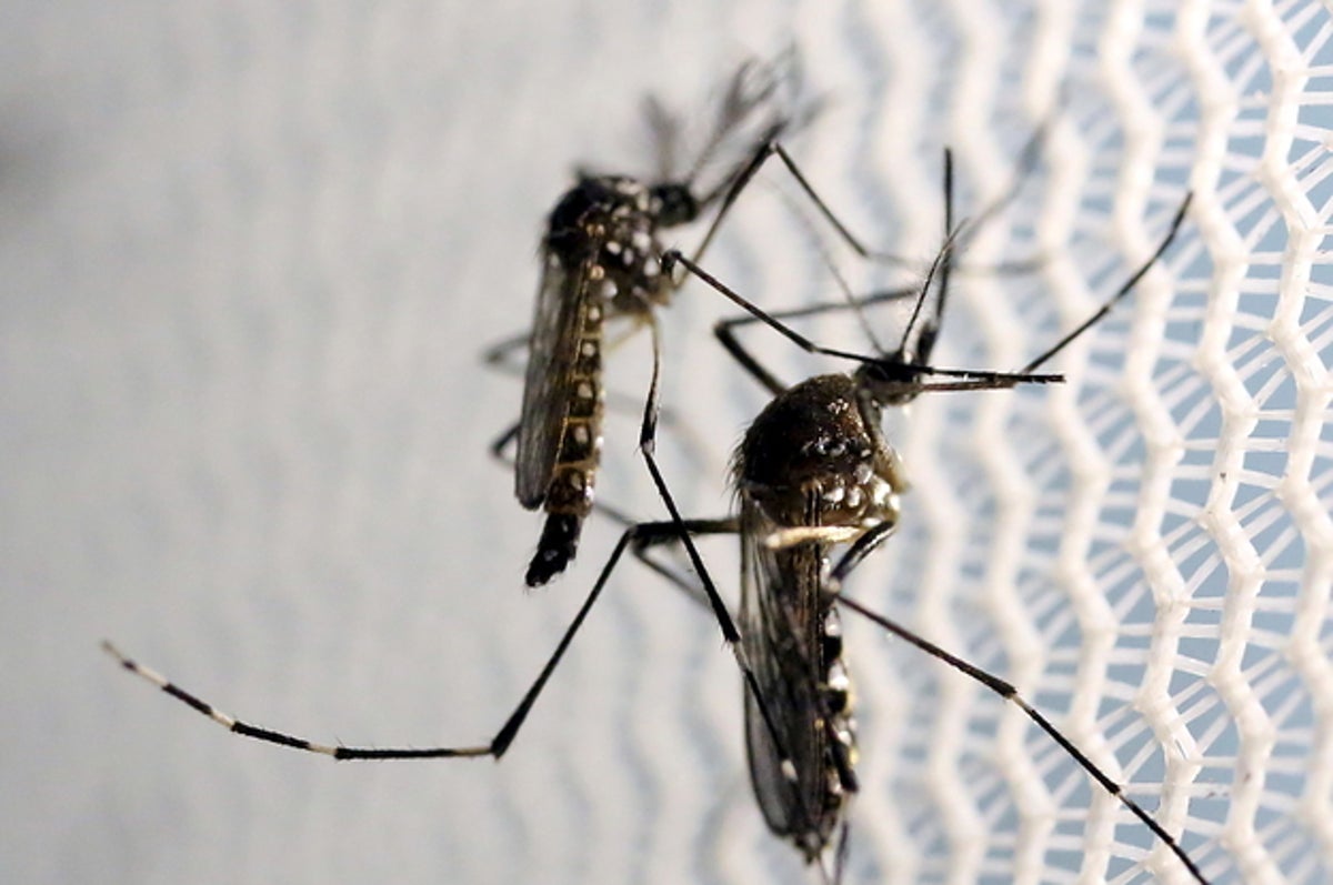 FDA Approves Mutant Mosquito Experiment In Florida Keys