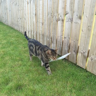 21 Hilariously WTF Things Cats Have Actually Done