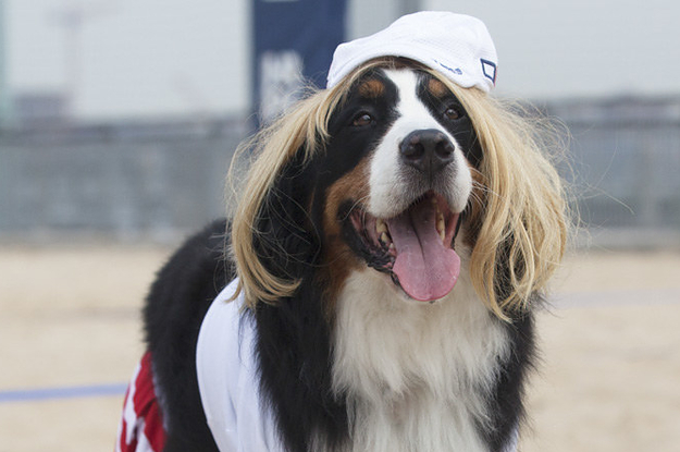 11 Photos Of Dogs Who Should Be Competing In The Olympic Games