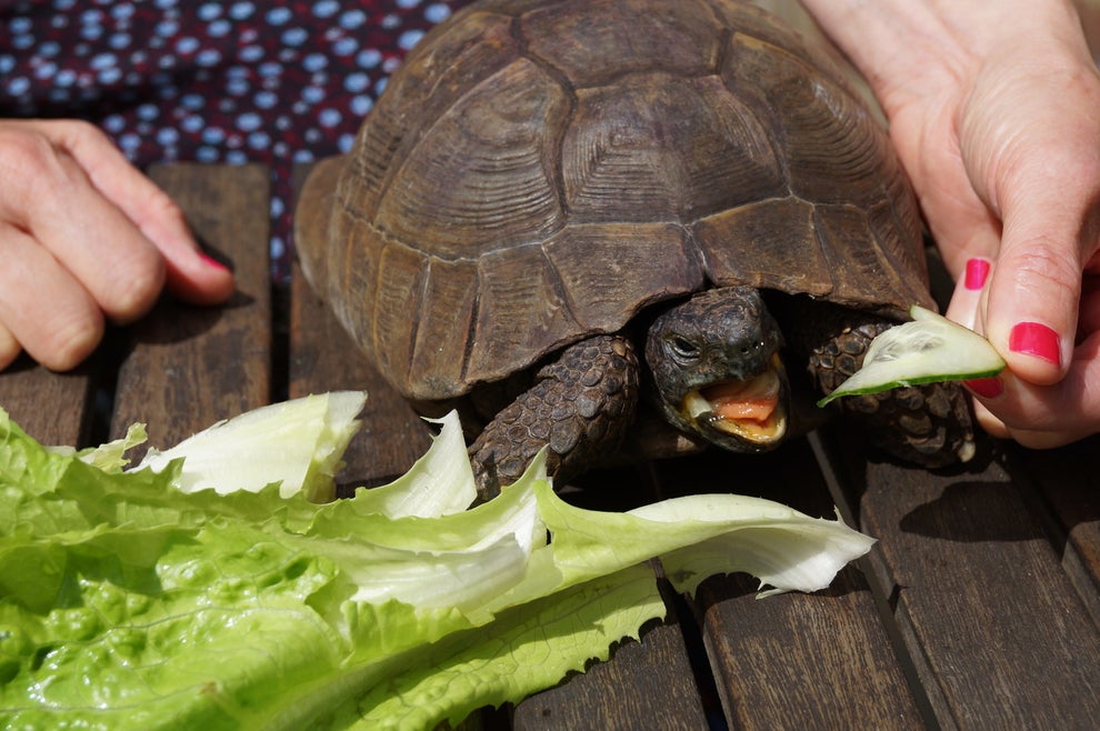 A 90-Year-Old Tortoise Called Zuma Has Been Rescued From A Rubbish Truck