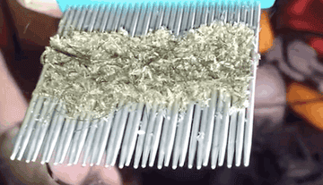 13 Facts About Head Lice That’ll Make You Want To Shave Your Head