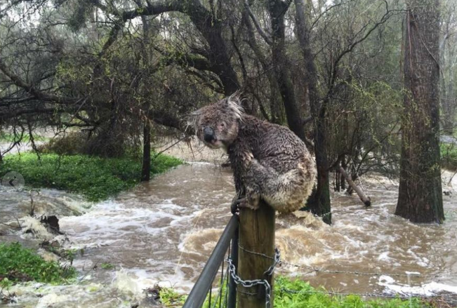 This Soaked Koala Stranded In A Flood Is Sadly Adorable