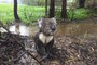 This Soaked Koala Stranded In A Flood Is Sadly Adorable