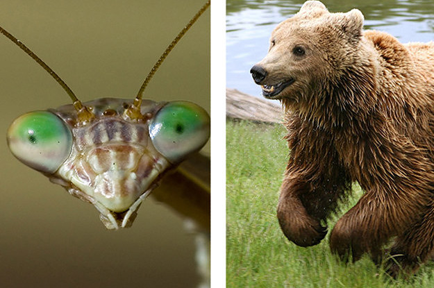 13 Terrifying Animal Stories That'll Scare You For Life