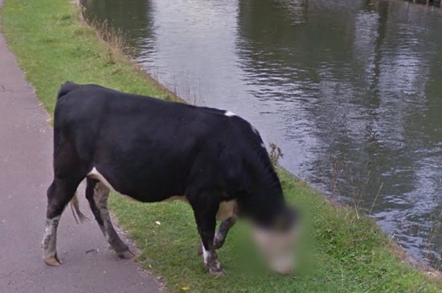 A Very Mysterious Cow Has Her Face Blurred On Google Street View