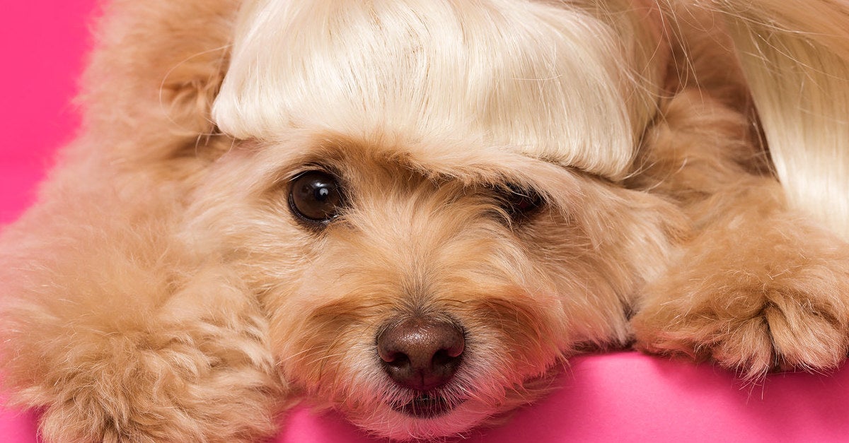 Show Us Your Pet Looking Cute As Hell In A Wig
