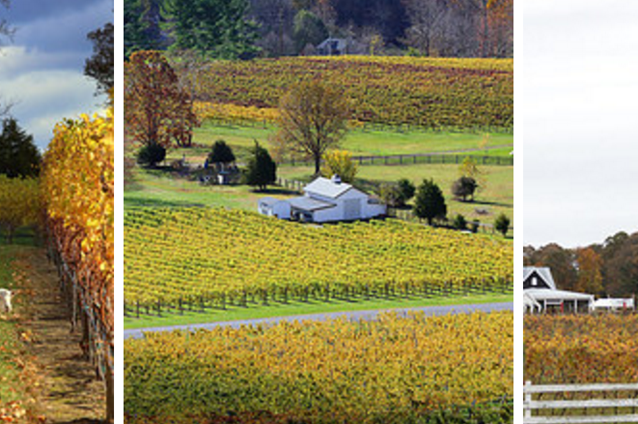 10 Wineries That Show Why Virginia Is For Wine Lovers