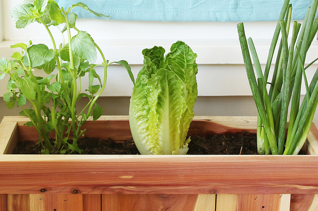 Here's How To Turn Your Vegetable Scraps Into Vegetables Again