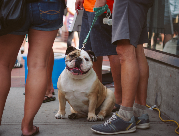 22 Reasons To Never, Ever Adopt A Bulldog