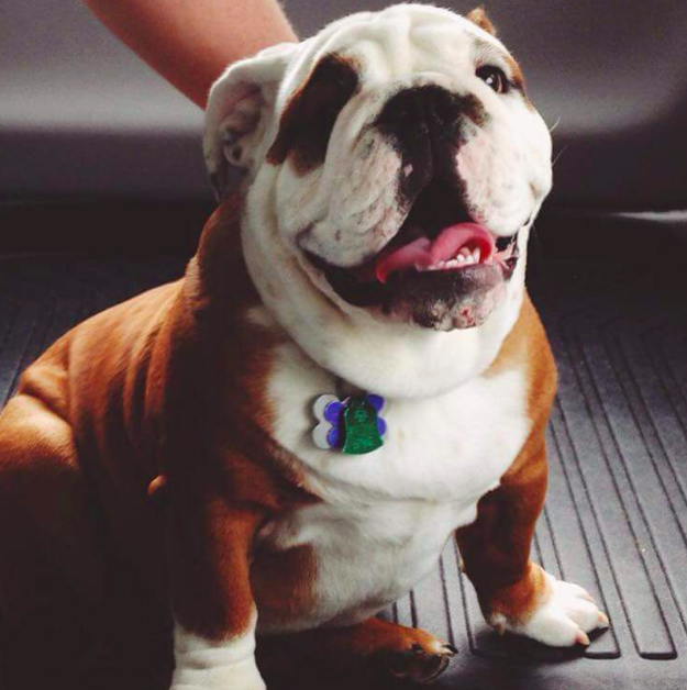 22 Reasons To Never, Ever Adopt A Bulldog