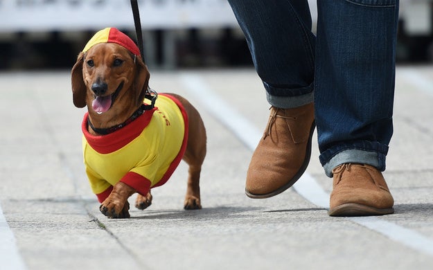 15 Pictures Of Wiener Dogs In Costumes Having The Time Of Their Lives