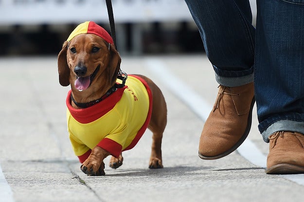 15 Pictures Of Wiener Dogs In Costumes Having The Time Of Their Lives