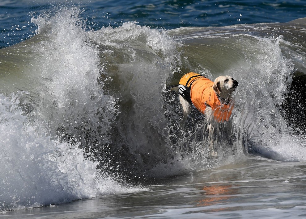Look At These Surfing Dogs Enjoying Their Best Goddamn Lives