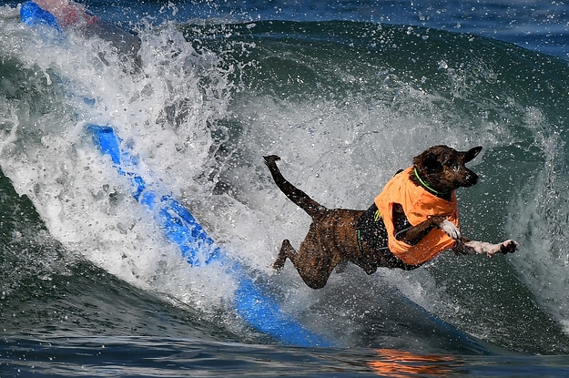 Look At These Surfing Dogs Enjoying Their Best Goddamn Lives