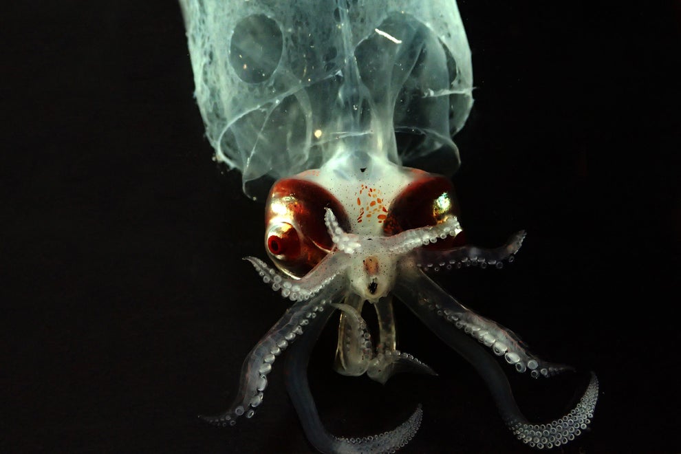 Deep-Sea Mission Off Hawaii Reveals Mysterious, Alien-Like Creatures ...