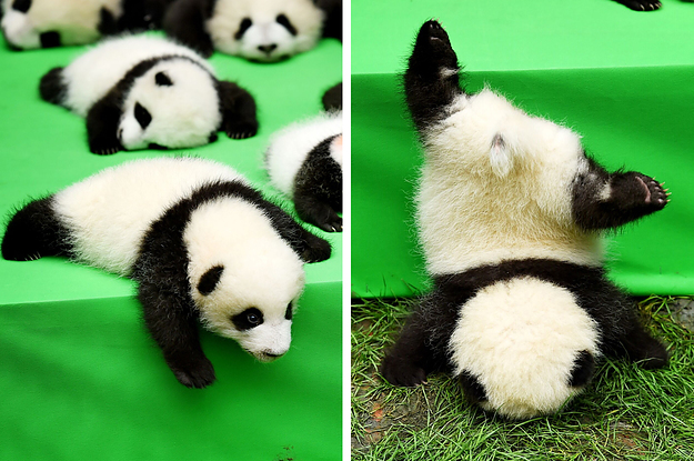 Here Is A Baby Panda Falling Off A Stage, Because It's Friday