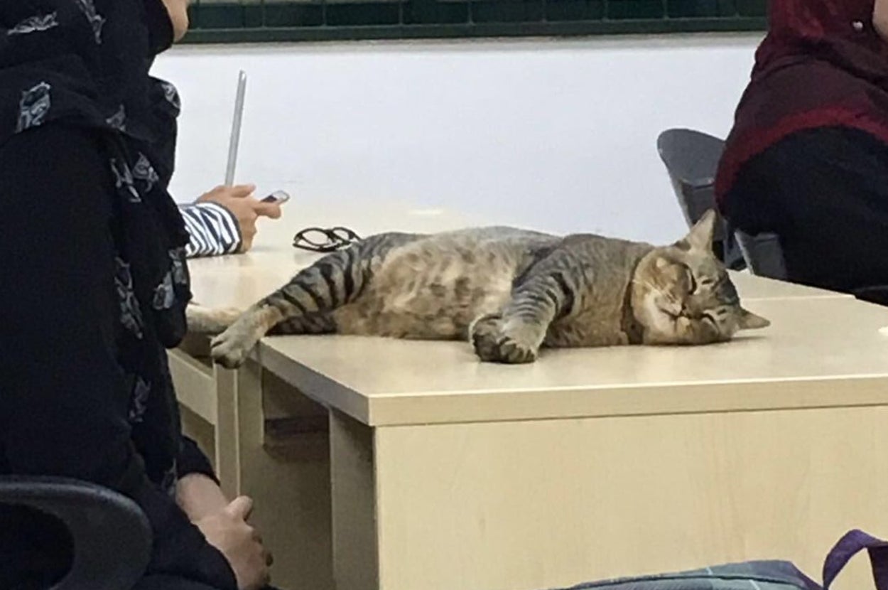 This Cat Walked Into A University Class And Did The Most Relatable ...