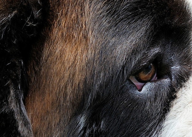 Can You Identify The Dog Breed From The Close Up?