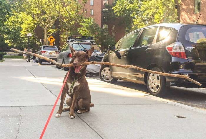Literally Just 18 Dogs Who Found The Perfect Stick