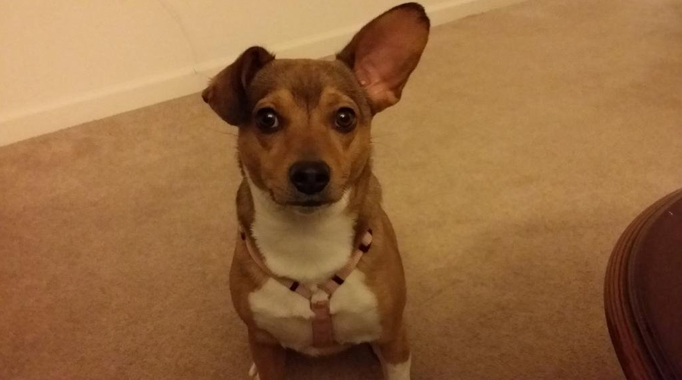 18 Adorable Dogs Who Can Only Lift Up One Ear