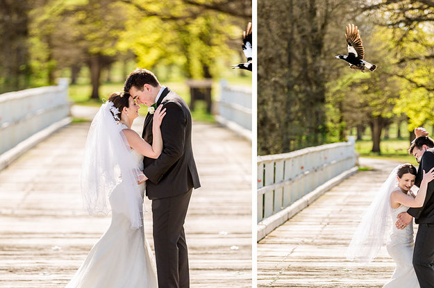 A Magpie Swooped This Couple As They Were Getting Their Wedding Shots Taken