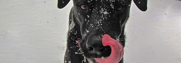 Do Dogs Get Embarrassed When You Laugh At Them