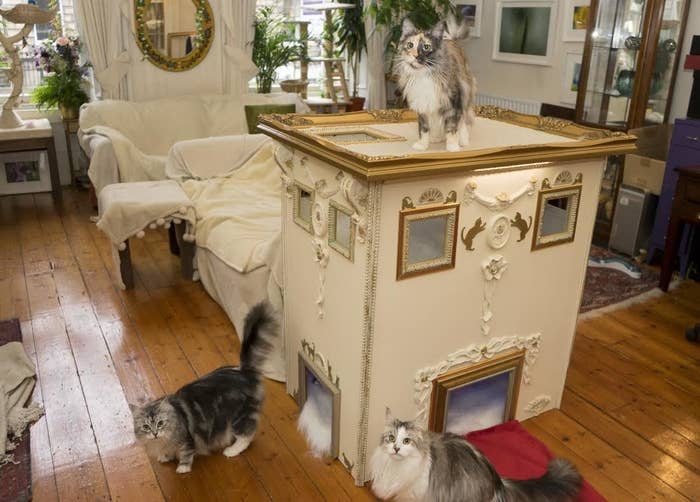 This Cat House Art Gallery Is Amazing