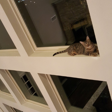 16 Classic Cat Moves That Only A Cat Would Think To Do