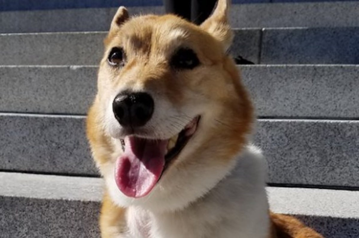California's First Dog, Sutter, Returns To Work After Cancer Diagnosis