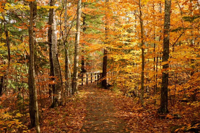27 Photos That Prove New England Has The Best Fall Foliage In The World