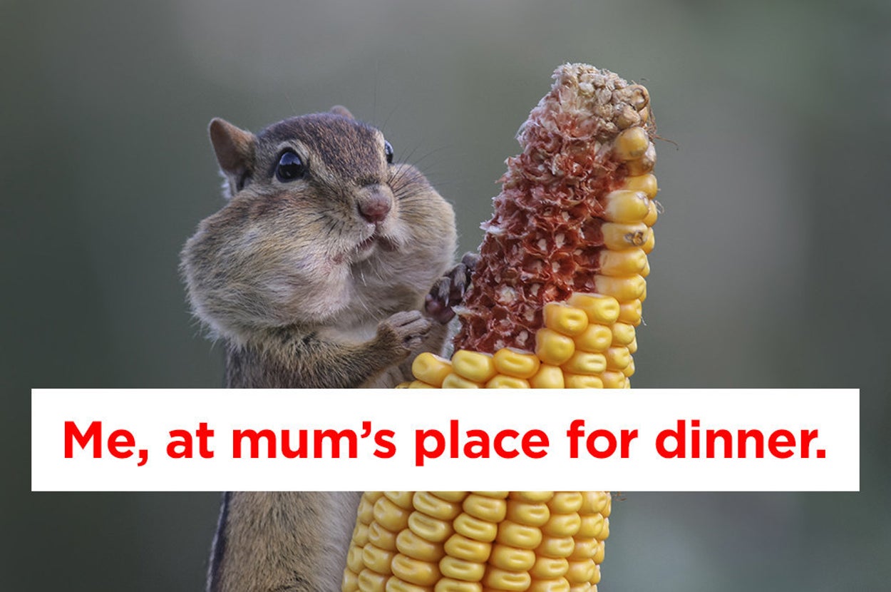 19 Funny Photos Of Animals That Will Make You Say "Literally Me"