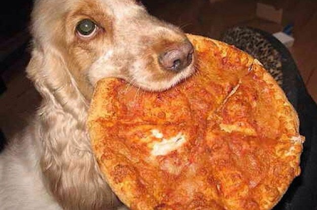 Life Is Hard, So Here's 17 Pictures Of Dogs Loving The Shit Out Of Pizza