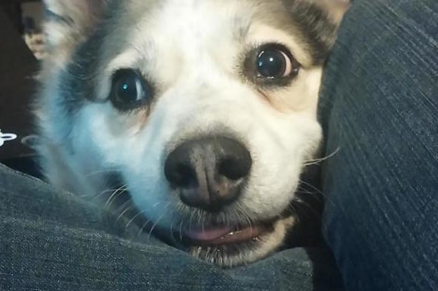 What's The Most Embarrassing Thing Your Dog Has Done