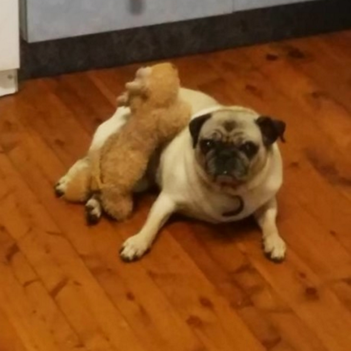 This Guy's Story About His Lost Pug Is Hilarious