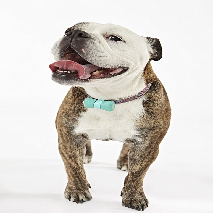 23 Futuristic Pet Products You Had No Idea You Needed