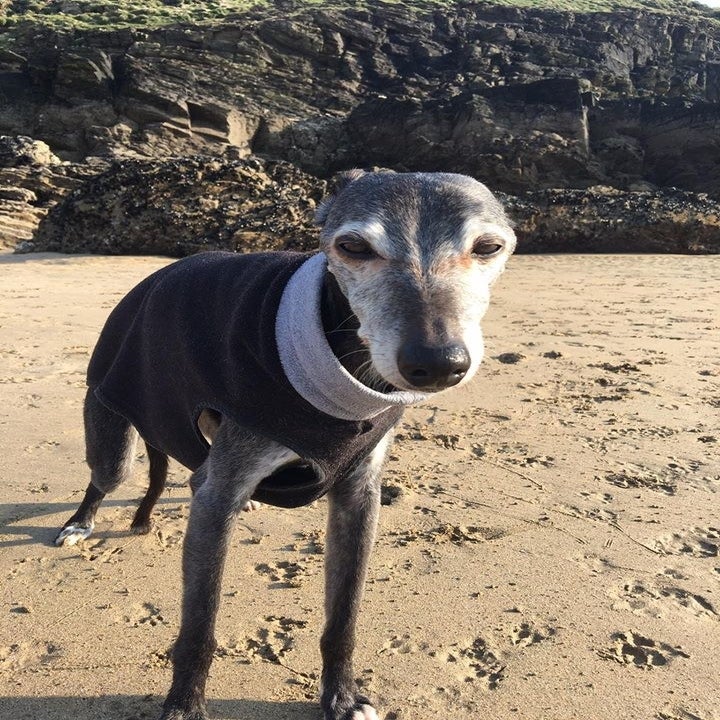 Hundreds Joined Walnut The Dog For His Heartbreaking Last Walk On The Beach