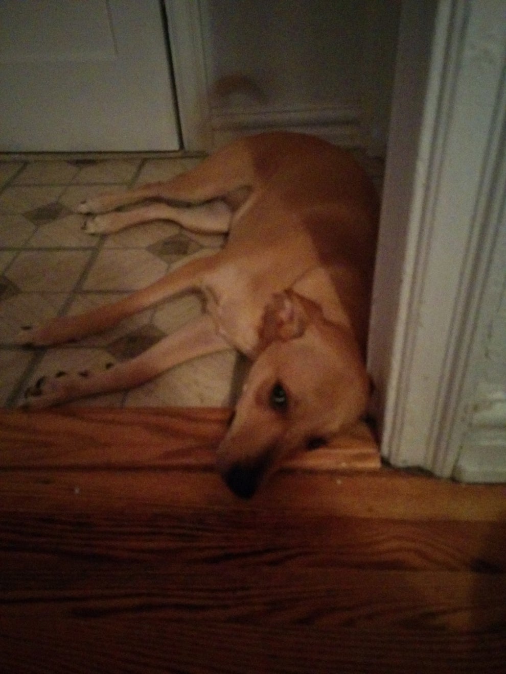 17 Dogs Who Are Carefully Bending Their Human's Rules