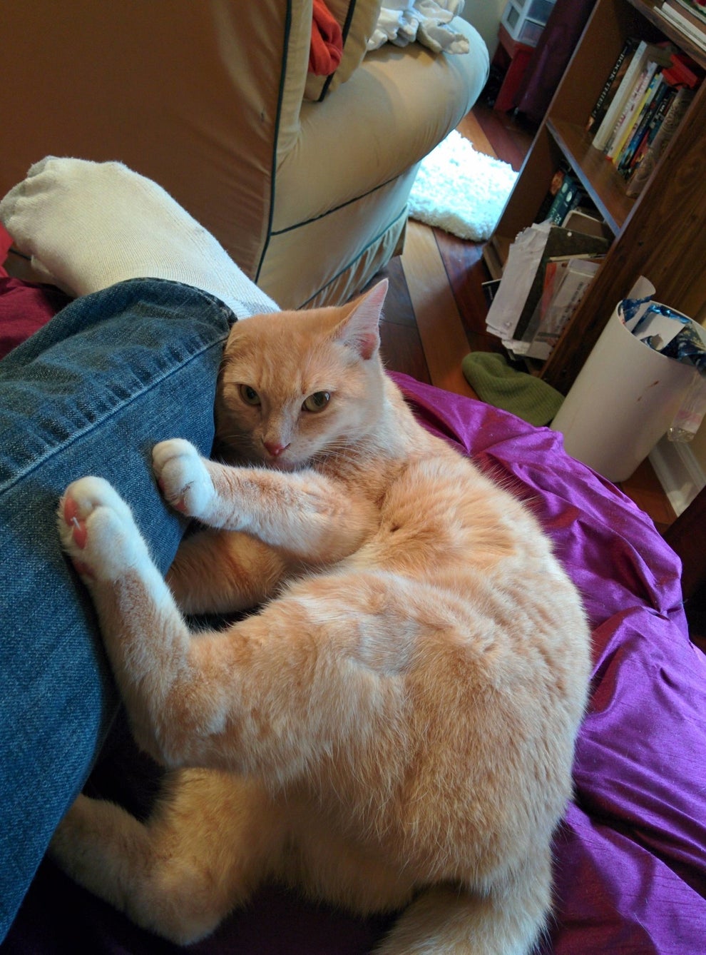 18 Kitties Who Are Totally In Love With Their Humans