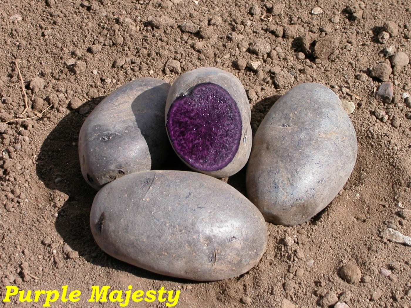 Give Thanks To The Scientists Making Potatoes Even Better