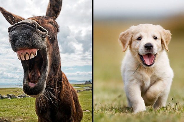 This Animal Test Will Determine Your Best Quality