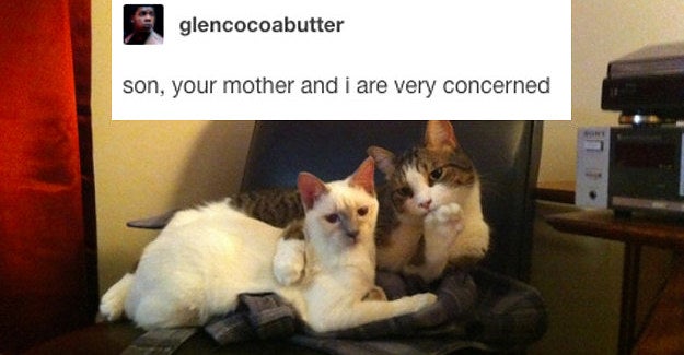 23 Times Cats Were The Absolute Best Part Of Tumblr