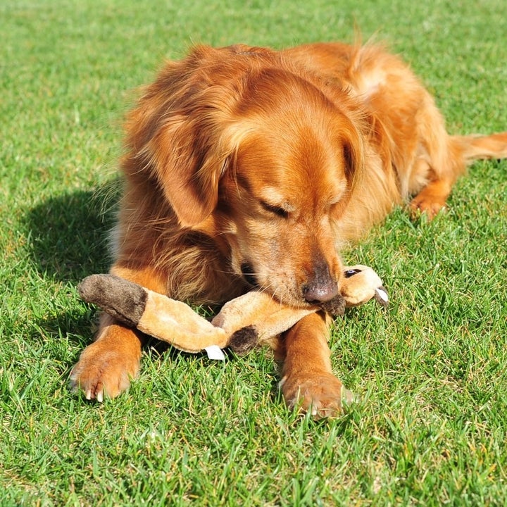 28 Amazing Gifts Your Dog Will Love