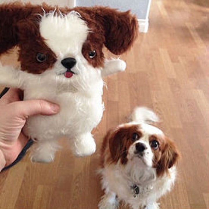 28 Amazing Gifts Your Dog Will Love