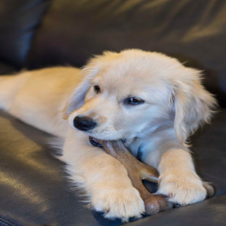 28 Amazing Gifts Your Dog Will Love
