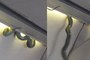 A Snake Uncoiled From The Roof Of A Plane To The Shock Of Passengers